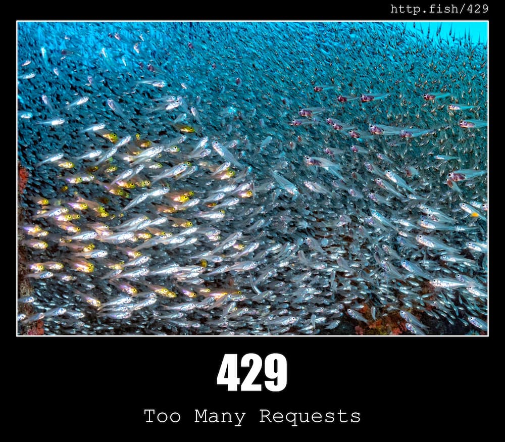 429 Too Many Requests - HTTP status code and cats!