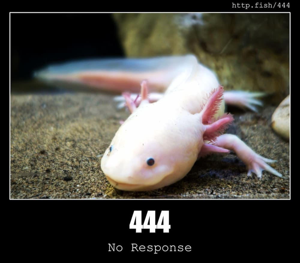 444 No Response HTTP Status Code And Cats 444-no-response-http-status-code-and-cats